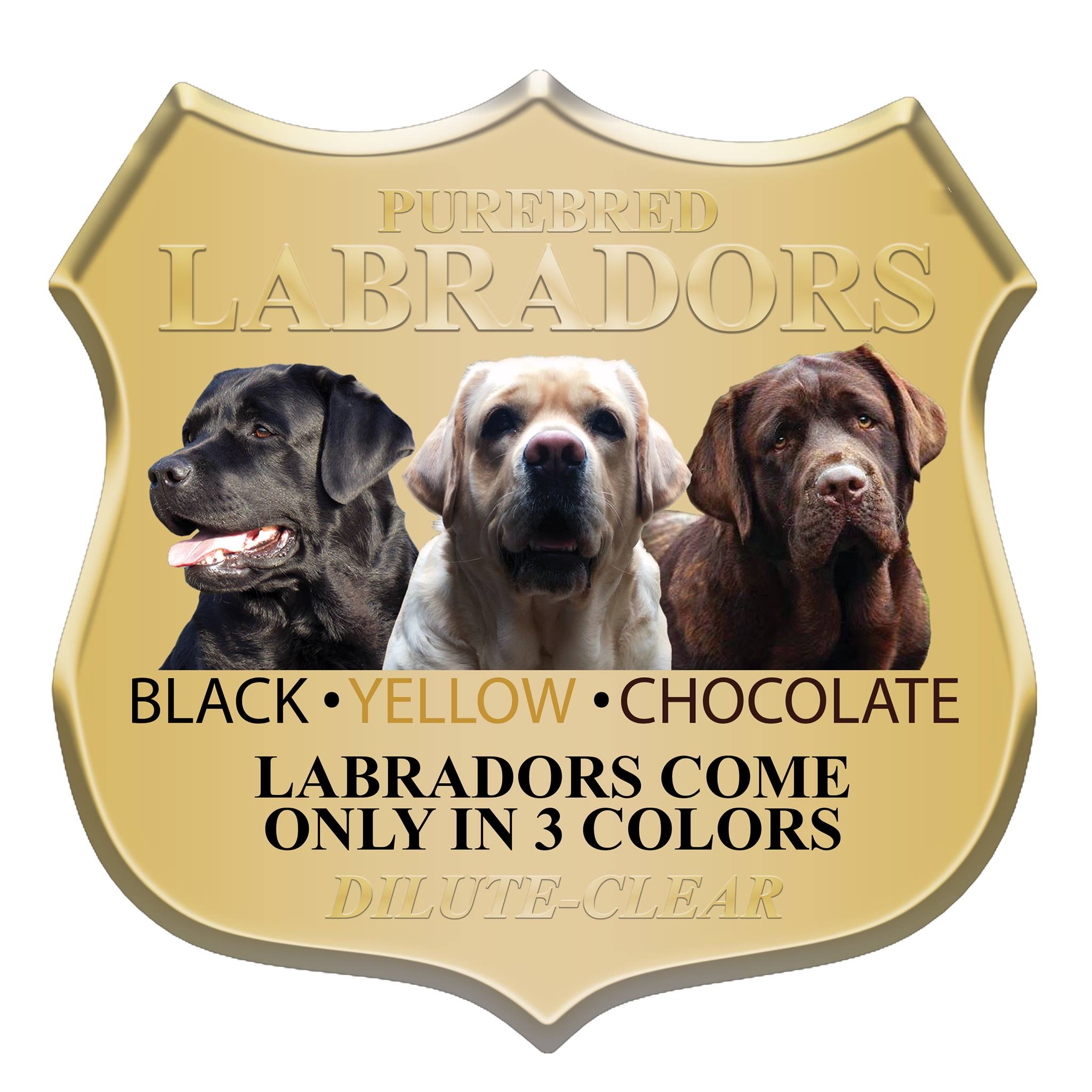 Home - Labradors at Sandstone